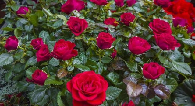 How And When to Plant Rose Bushes - AboutYard